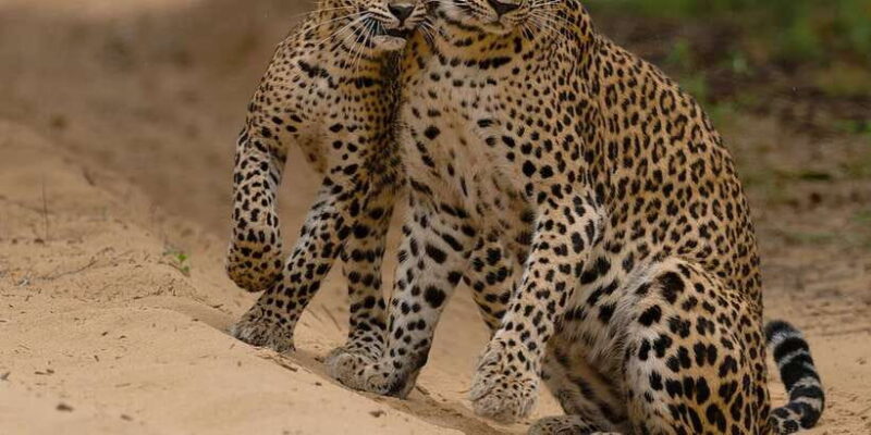 Lunugamvehera National Park Safari ( Yala Block V / VI ) - The Experience: What Youll Love & What to Consider