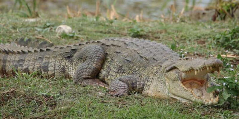 Lunugamvehera National Park Safari ( Yala Block V / VI ) - Who Is This Tour Best For?