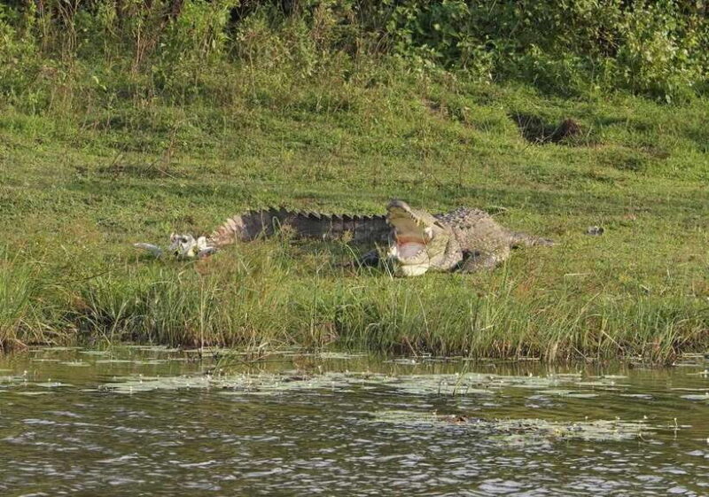 Lunugamvehera National Park ( Yala Block 5 / 6 ) Wild Safari - The Itinerary Breakdown