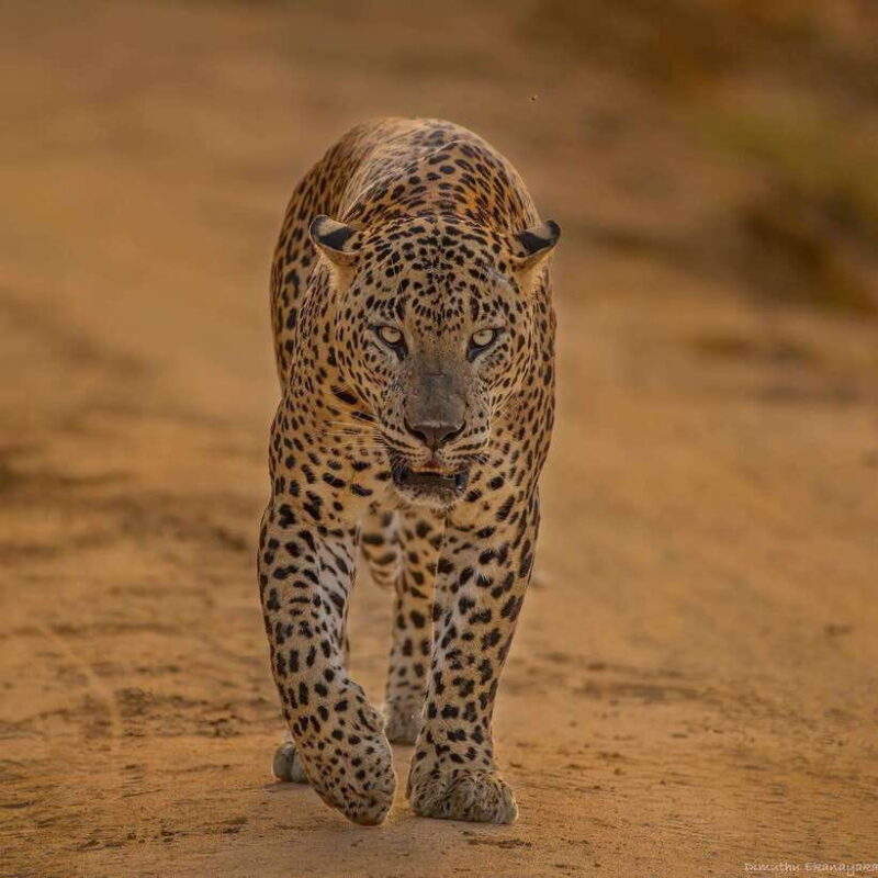 Lunugamvehera National Park ( Yala Block 5 / 6 ) Wild Safari - The Value of Your Investment
