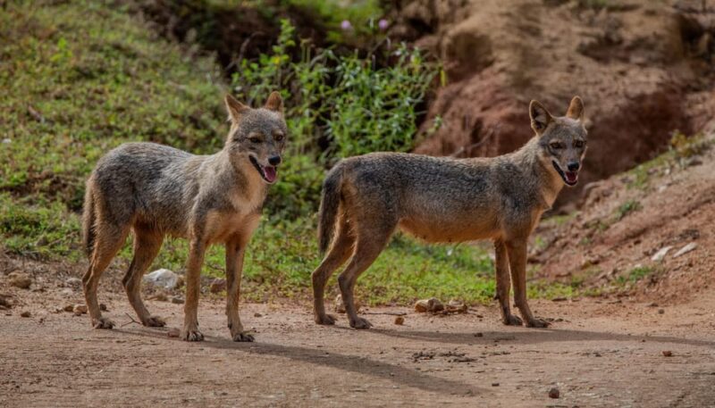 Lunugamvehera National Park ( Yala Block 5 / 6 ) Wild Safari - Practical Details: Timing, Transportation, and Group Size