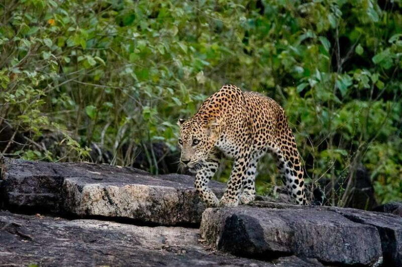 Lunugamwehera NP (Block VI) Morning Safari Game Drive - Key Points