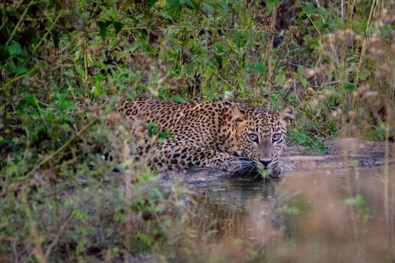 Lunugamwehera NP (Block VI) Morning Safari Game Drive - Encounters with Elephants and Other Big and Small Wonders