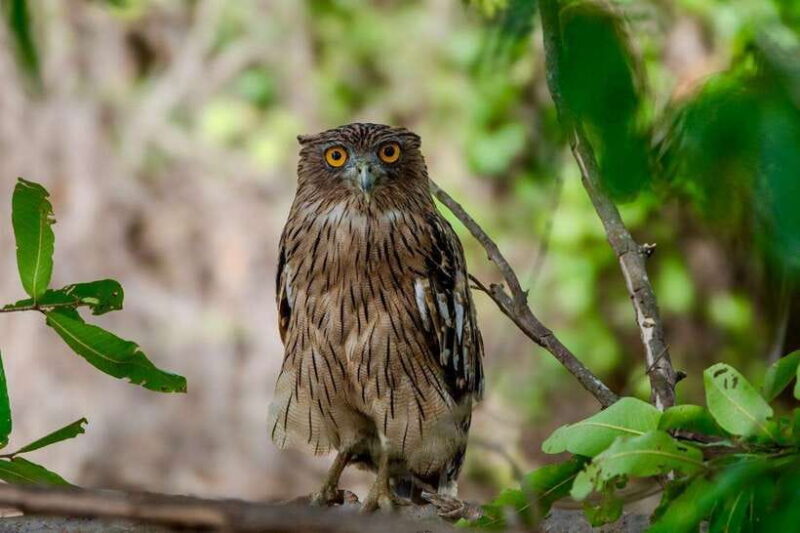 Lunugamwehera NP (Block VI) Morning Safari Game Drive - Practical Details and What’s Included