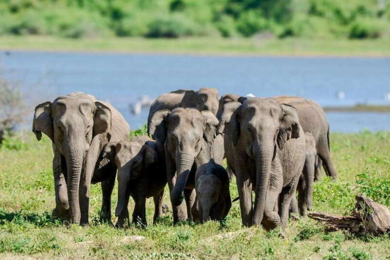Lunugamwehera NP (Block VI) Morning Safari Game Drive - Who Will Appreciate This Safari?