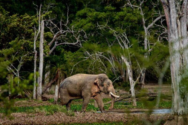 Lunugamwehera NP (Block VI) Morning Safari Game Drive - The Sum Up
