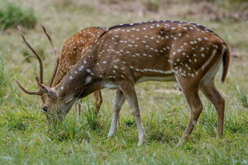 Lunugamwehera NP (Block VI) Morning Safari Game Drive - Frequently Asked Questions