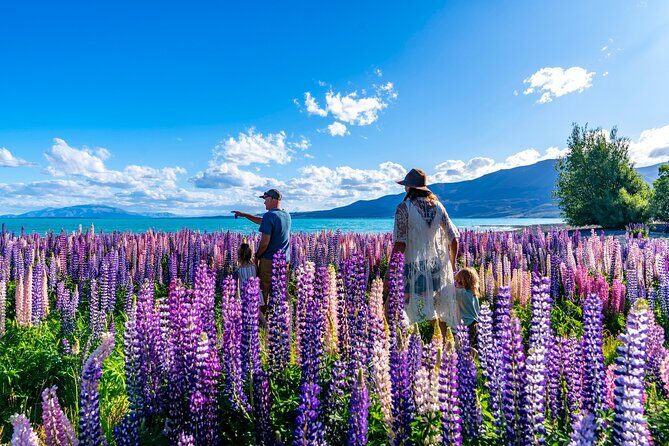 Lupin Flowers Tour Lake Tekapo - Introduction to the Lupin Flowers Tour Lake Tekapo