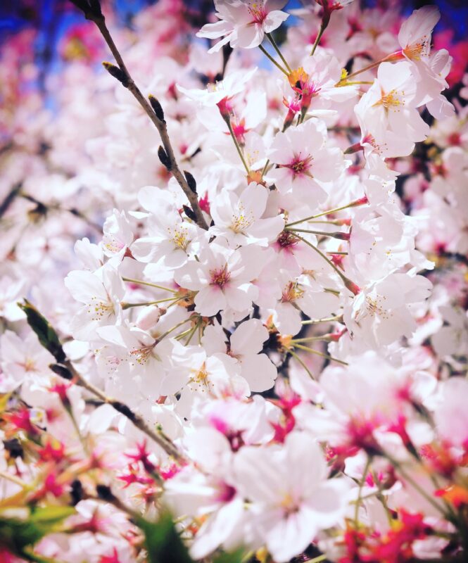 Lux Kyoto Taxi Tour W/Govt Licenced MBA Guide Photographer - Customization and Flexibility