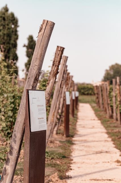 Luxurious Wine Experience: Savor Venetian Best Vineyards - What Travelers Can Expect: Practical Details