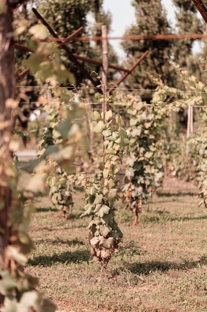 Luxurious Wine Experience: Savor Venetian Best Vineyards - Final Thoughts