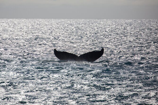 Luxury Catamaran Whale Watch - An Honest, Detailed Review of the Maui Whale Watch Experience
