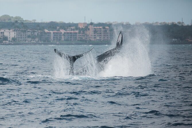 Luxury Catamaran Whale Watch - Who Will Love This Tour?