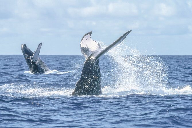 Luxury Catamaran Whale Watching Cabo San Lucas - Final Thoughts