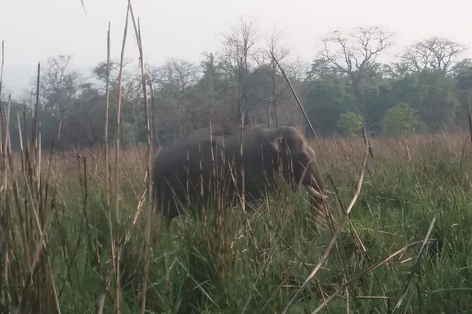 Luxury Chitwan Jungle Safari - 3 Days - The Logistics: Timing and Comfort