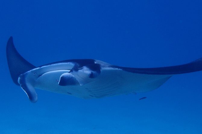 Luxury Full Day Snorkeling - The Itinerary and What Makes It Special