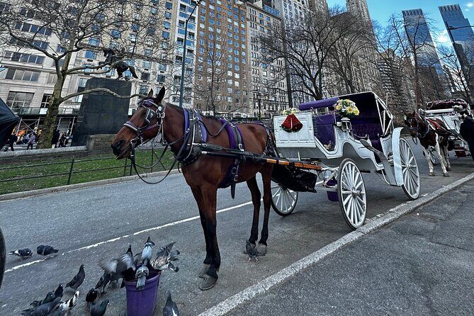 Luxury Horse and Carriage Tours in Central Park - FAQ