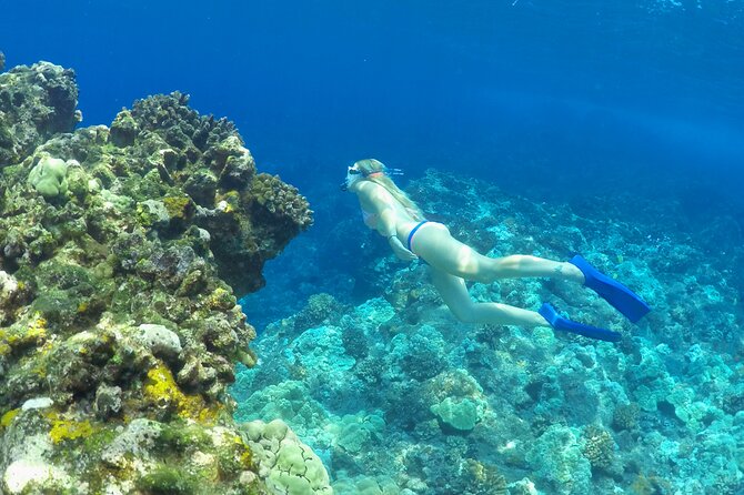 Luxury Kona Coast Snorkel Tour Including Lunch - The Price and Overall Value