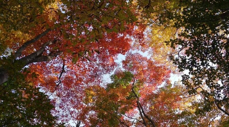 Luxury Nikko Gateway;Private Guided Tour - Exploring Nikkos Treasures