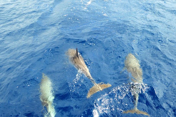 Luxury Opera 60 Whale & Dolphin Watching Experience - Booking and Cancellation Flexibility