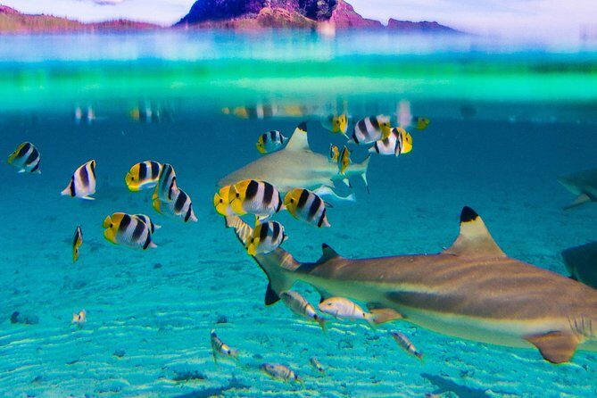 Luxury Private Sunset Cruise and Motu Dinner in Bora-Bora - Final Thoughts