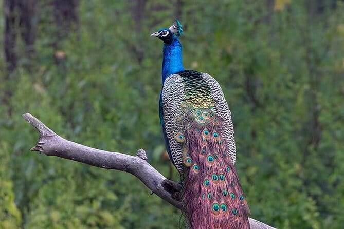 Luxury safari to minneriya national park - Final Thoughts: Is this safari right for you?