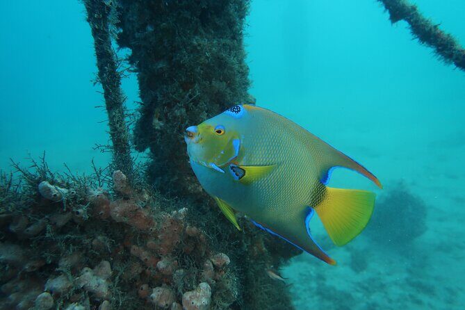 Luxury Snorkeling on Your Vacation Exclusively Private Guaranteed - FAQ