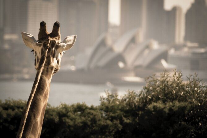 Luxury Sydney Tour - FAQ