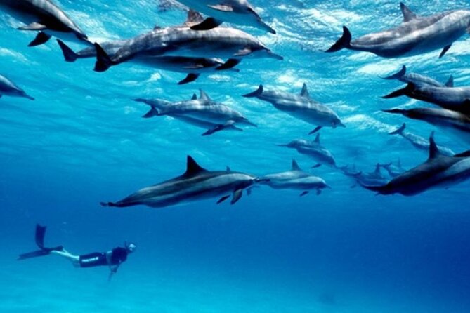 Luxury Tour to DOLPHINS, KUZA CAVE and THE ROCK RESTAURANT - Frequently Asked Questions