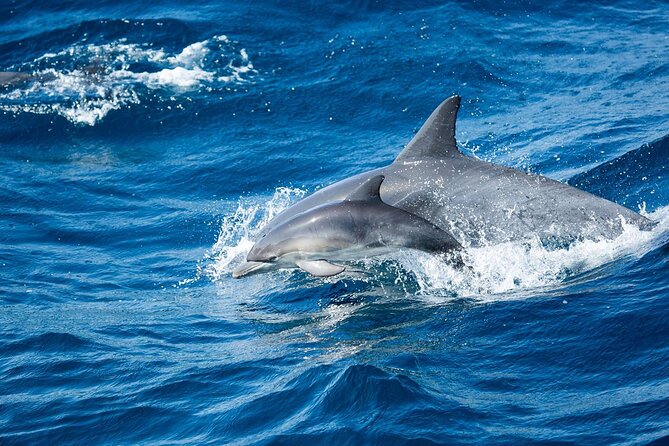 Luxury Whale Watching: Fewer People, Extra Speed, Expert Staff - Unique 360-Degree Viewing on a Catamaran Yacht
