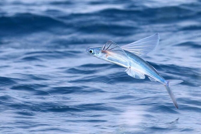 Luxury Whale Watching: Fewer People, Extra Speed, Expert Staff - Sightings of Diverse Marine Wildlife