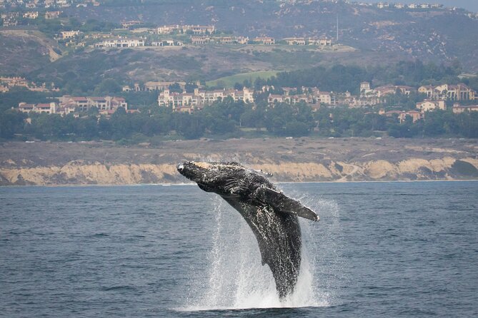 Luxury Whale Watching: Fewer People, Extra Speed, Expert Staff - Customer Feedback and Experiences