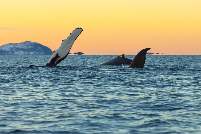 Luxury Whale Watching From Tromso - Small group and local guide - The Experience in Detail: What to Expect from Start to Finish