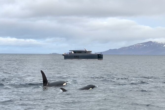Luxury Whale Watching From Tromso - Small group and local guide - Pricing and Value