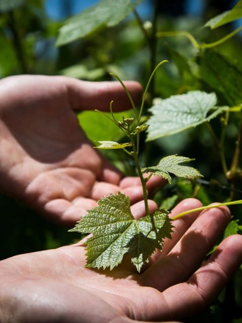 Luxury Wine Tasting in Uco Valley/ Boutique Wineries & Asado - An In-Depth Look at the Experience