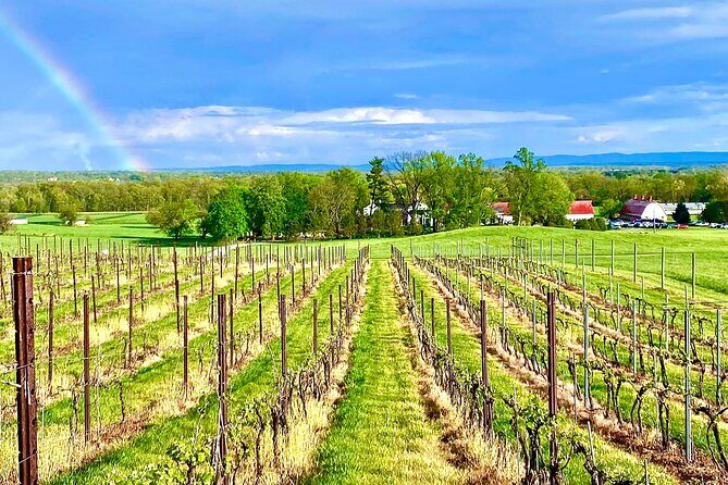 Luxury Wine Tour in Washington DC to Loudoun County Vineyards - Who Is This Tour Best Suited For?