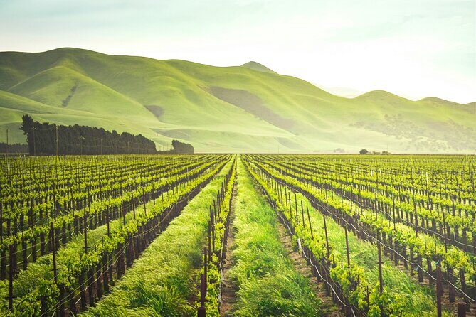 Luxury Wine Tour in Washington DC to Loudoun County Vineyards - The Sum Up