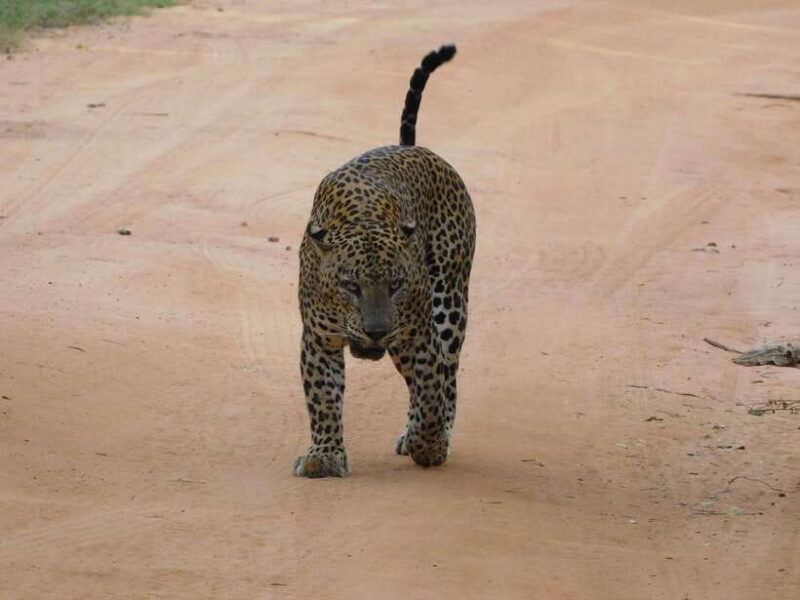 Luxury Yala Safari Tours : PRIVATE Wildlife Experience - What Makes This Safari Stand Out?