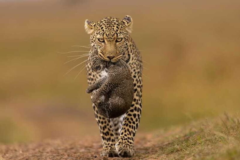 Luxury Yala Safari Tours : PRIVATE Wildlife Experience - Why Past Travelers Keep Coming Back