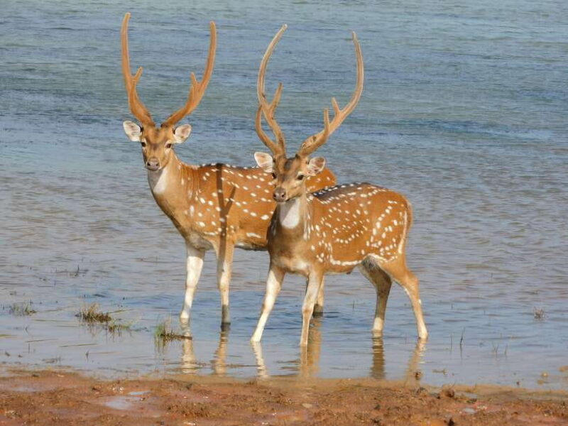 Luxury Yala Safari Tours : PRIVATE Wildlife Experience - The Practical Side: Cost and Value