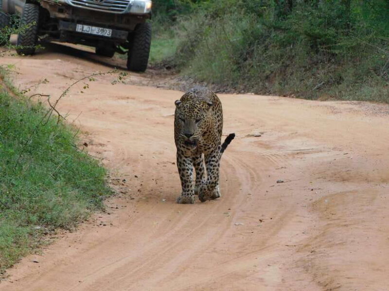 Luxury Yala Safari Tours : PRIVATE Wildlife Experience - Transportation and Comfort