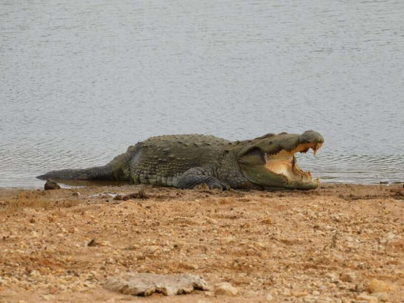 Luxury Yala Safari Tours : PRIVATE Wildlife Experience - Who Will Love This Tour?