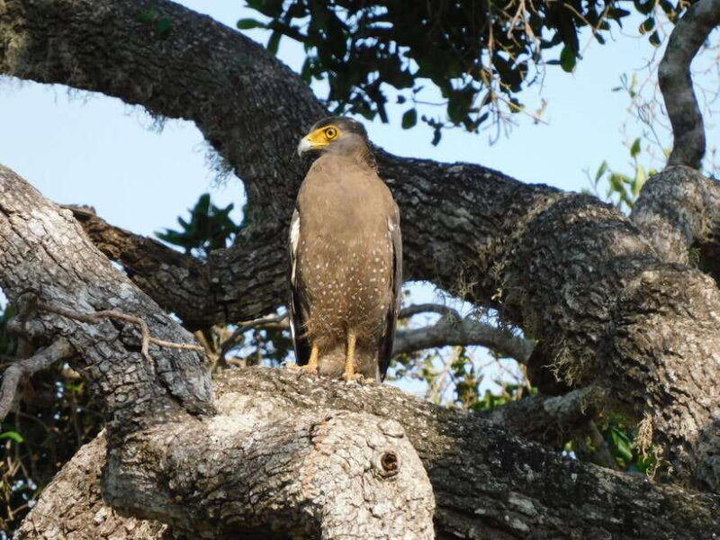 Luxury Yala Safari Tours : PRIVATE Wildlife Experience - Final Thoughts