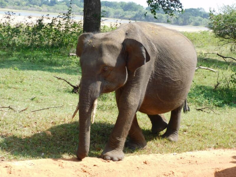 Luxury Yala Safari Tours : PRIVATE Wildlife Experience - FAQ