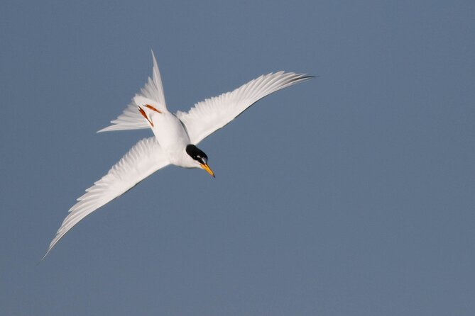 Lymington Wildlife Discovery Walk - Logistics and Practical Considerations