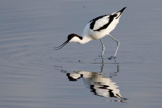 Lymington Wildlife Discovery Walk - FAQ
