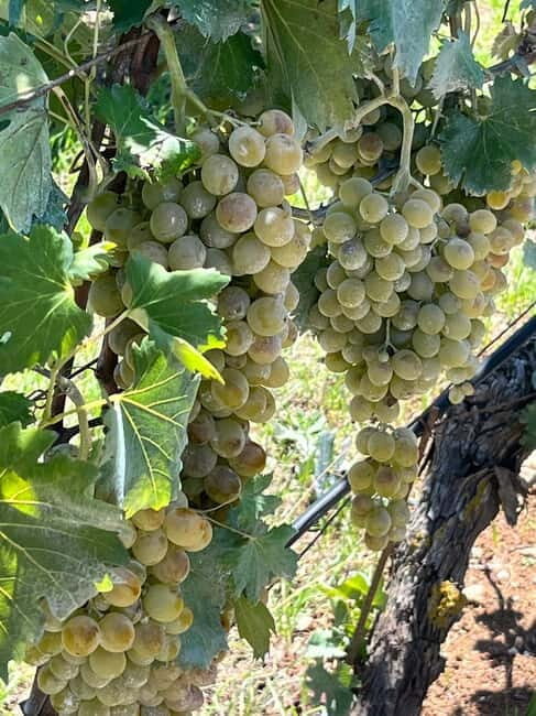 Lyrarakis Winery Official Shuttle Service Tour and Taste - The Setting and Additional Options