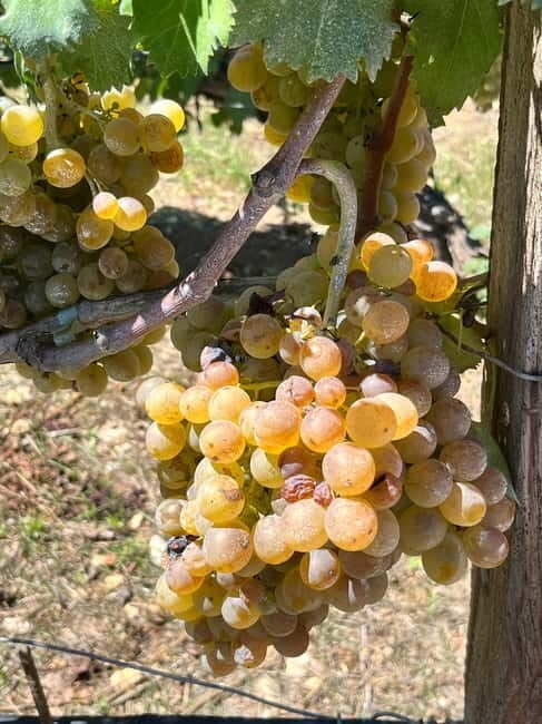 Lyrarakis Winery Official Shuttle Service Tour and Taste - Practical Details: Price, Duration, and Value