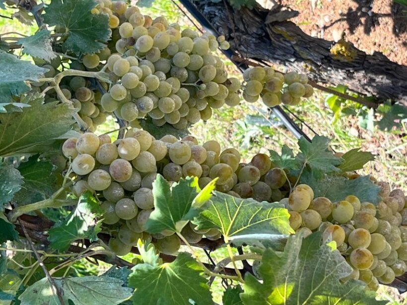 Lyrarakis Winery Official Shuttle Service Tour and Taste - Real Traveler Feedback