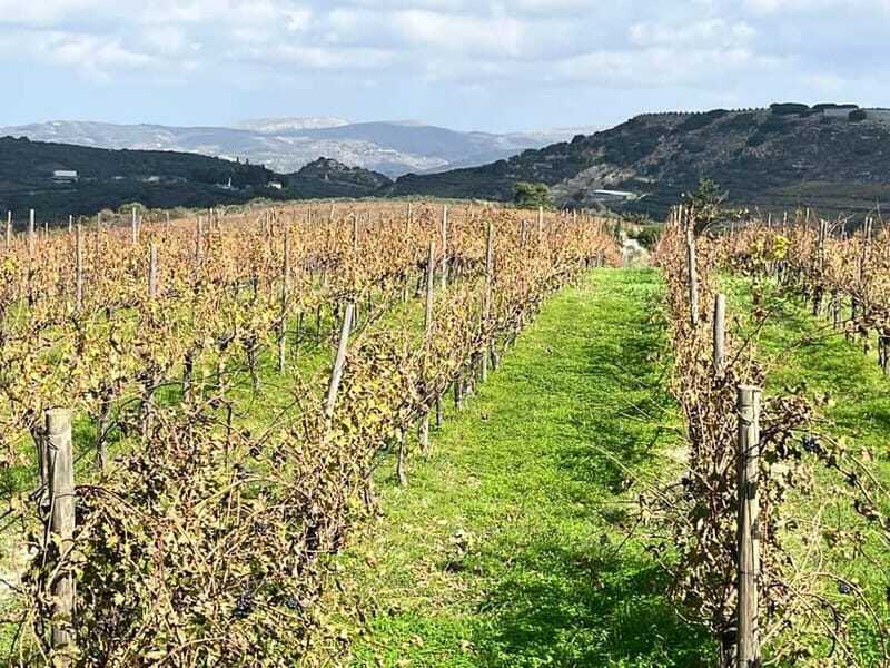 Lyrarakis Winery Official Shuttle Service Tour and Taste - Final Thoughts